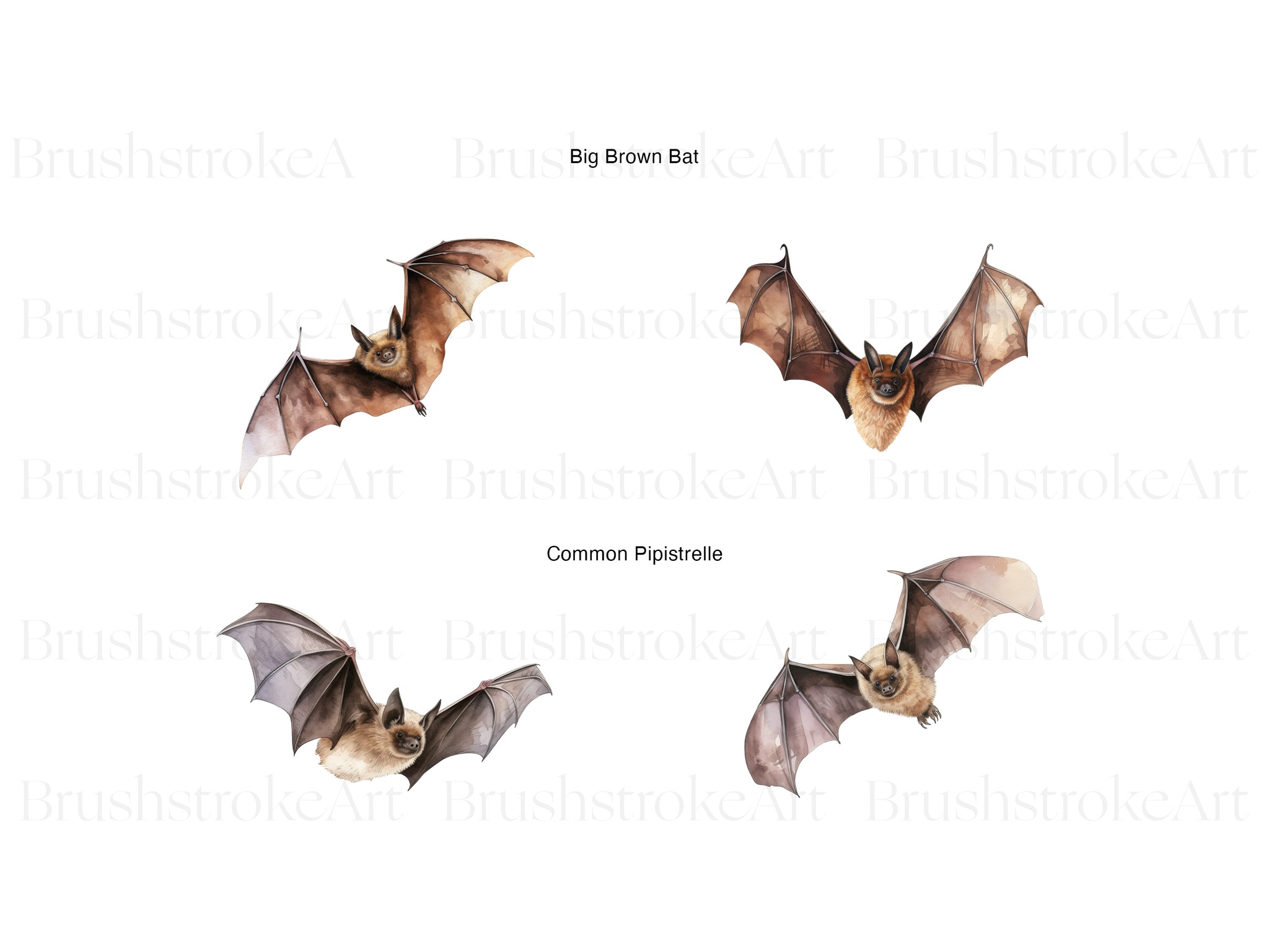 Watercolor Bat Clipart, Halloween Bat PNG, Bat Illustration – Clipartset