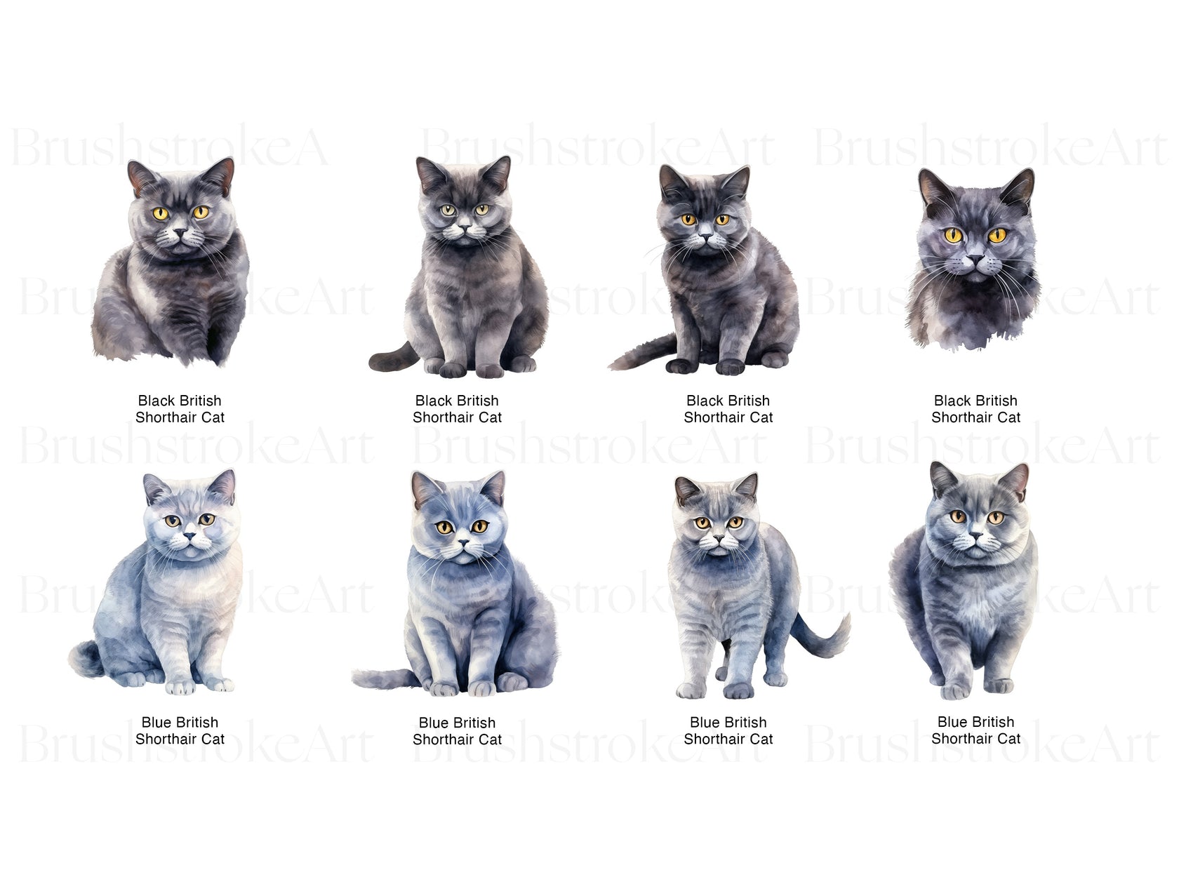 British Shorthair Cat Clipart, British Breed, Shorthair Cat – Clipartset
