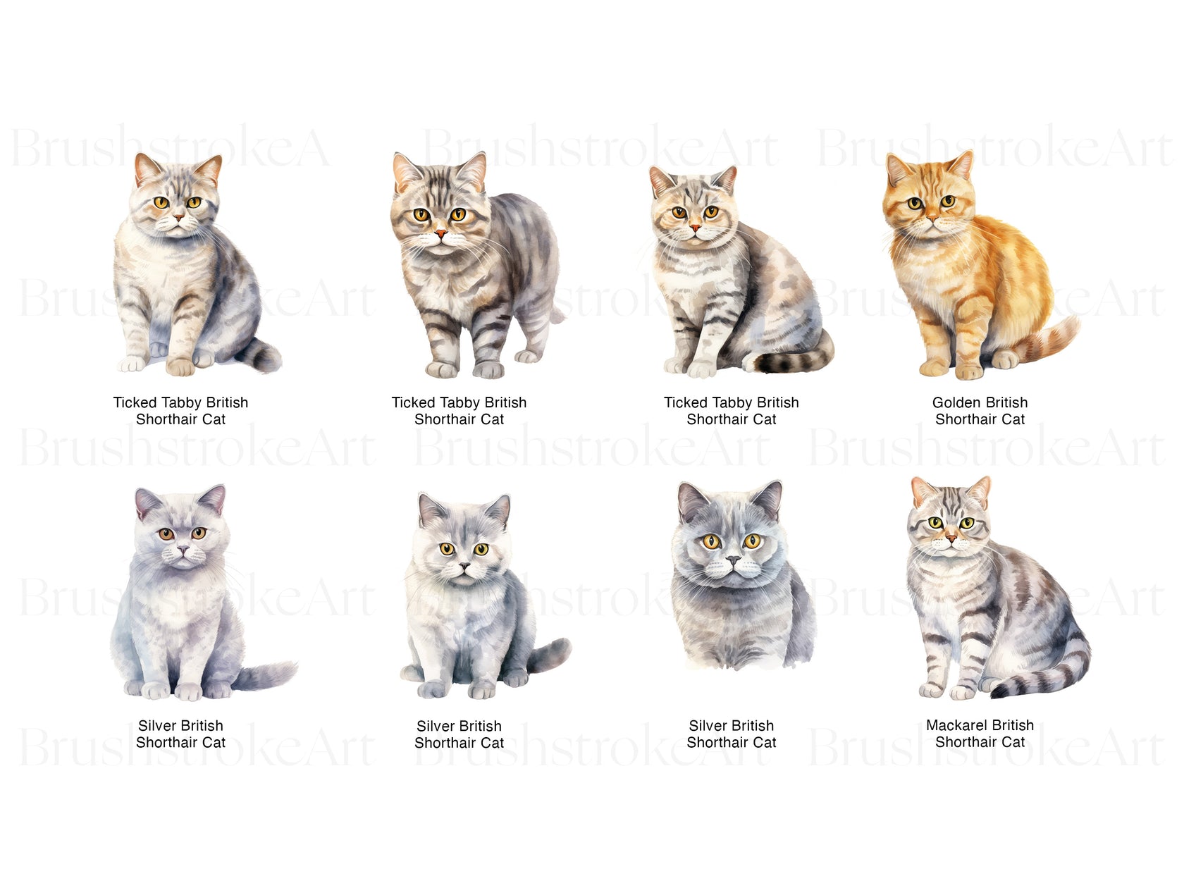 British Shorthair Cat Clipart, British Breed, Shorthair Cat – Clipartset