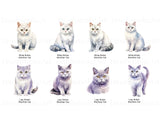 British Shorthair Cat Clipart, British Breed, Shorthair Cat – Clipartset