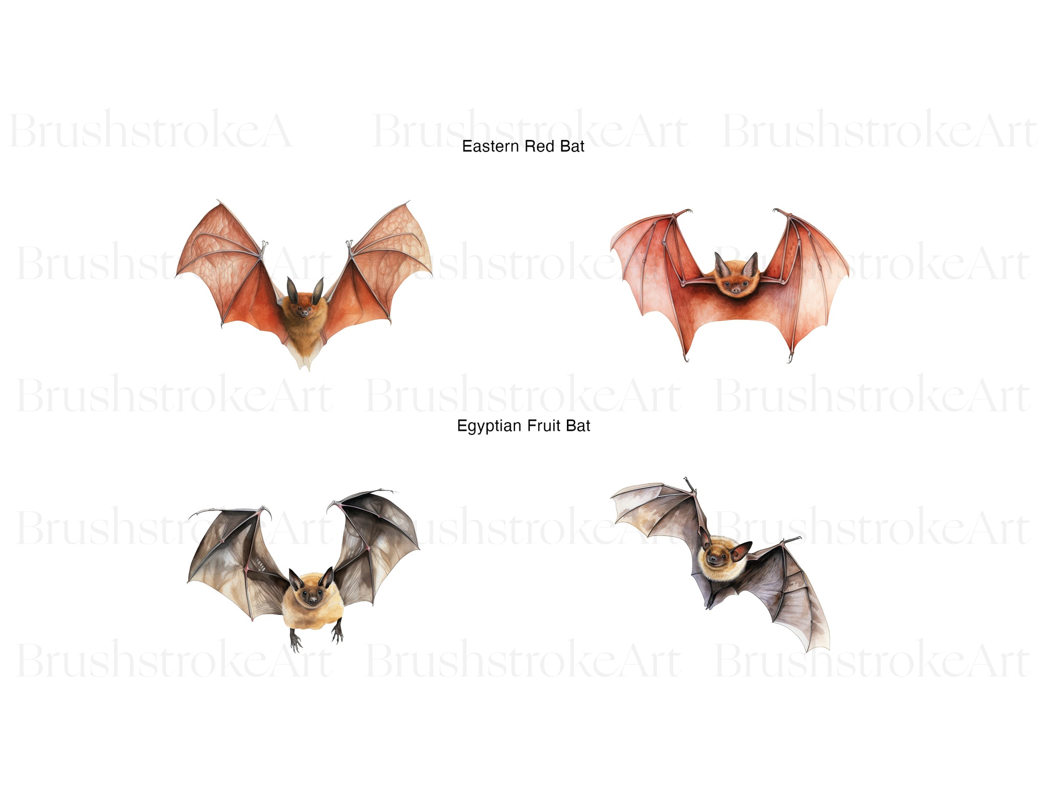 Watercolor Bat Clipart, Halloween Bat PNG, Bat Illustration – Clipartset