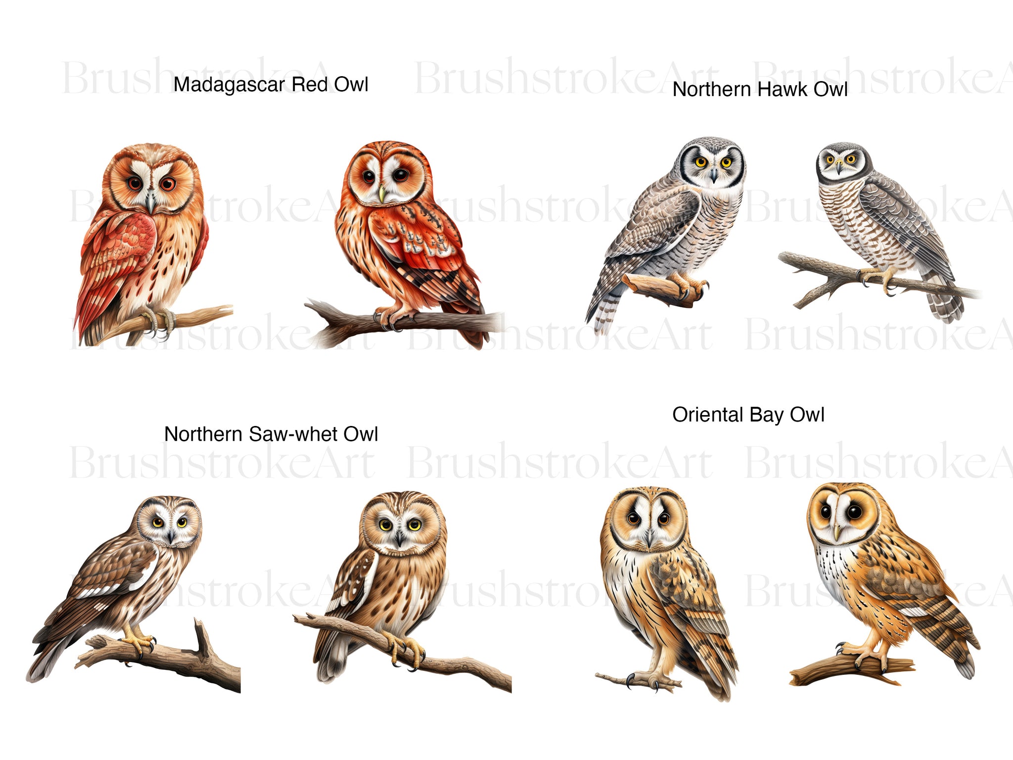 Owl Illustration Clipart, Barn Owl, Type of Owls, Cute Owl – Clipartset