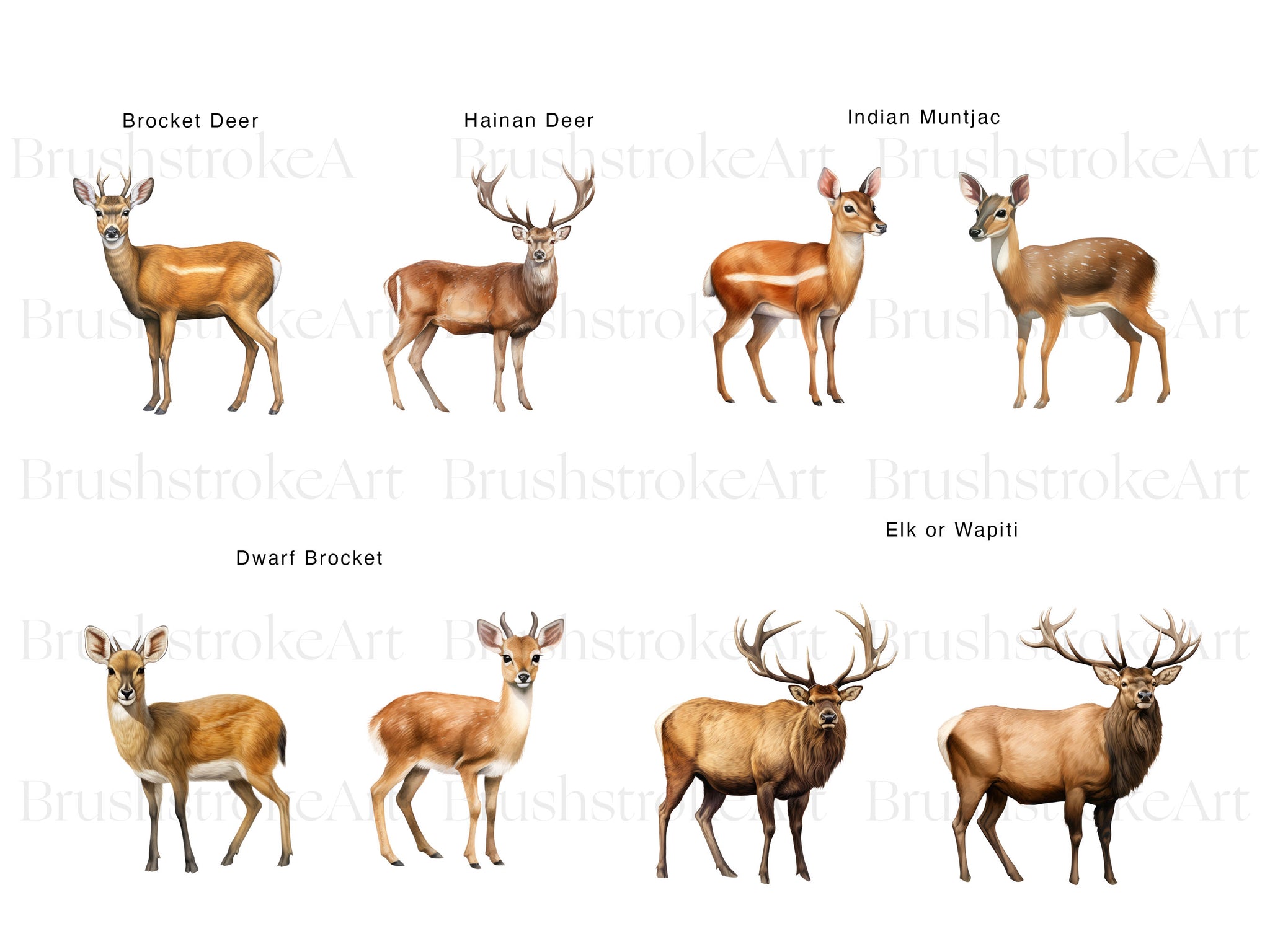 Deer Types Clipart, Moose, Deer Clipart, Elk, Stag Clipart – Clipartset
