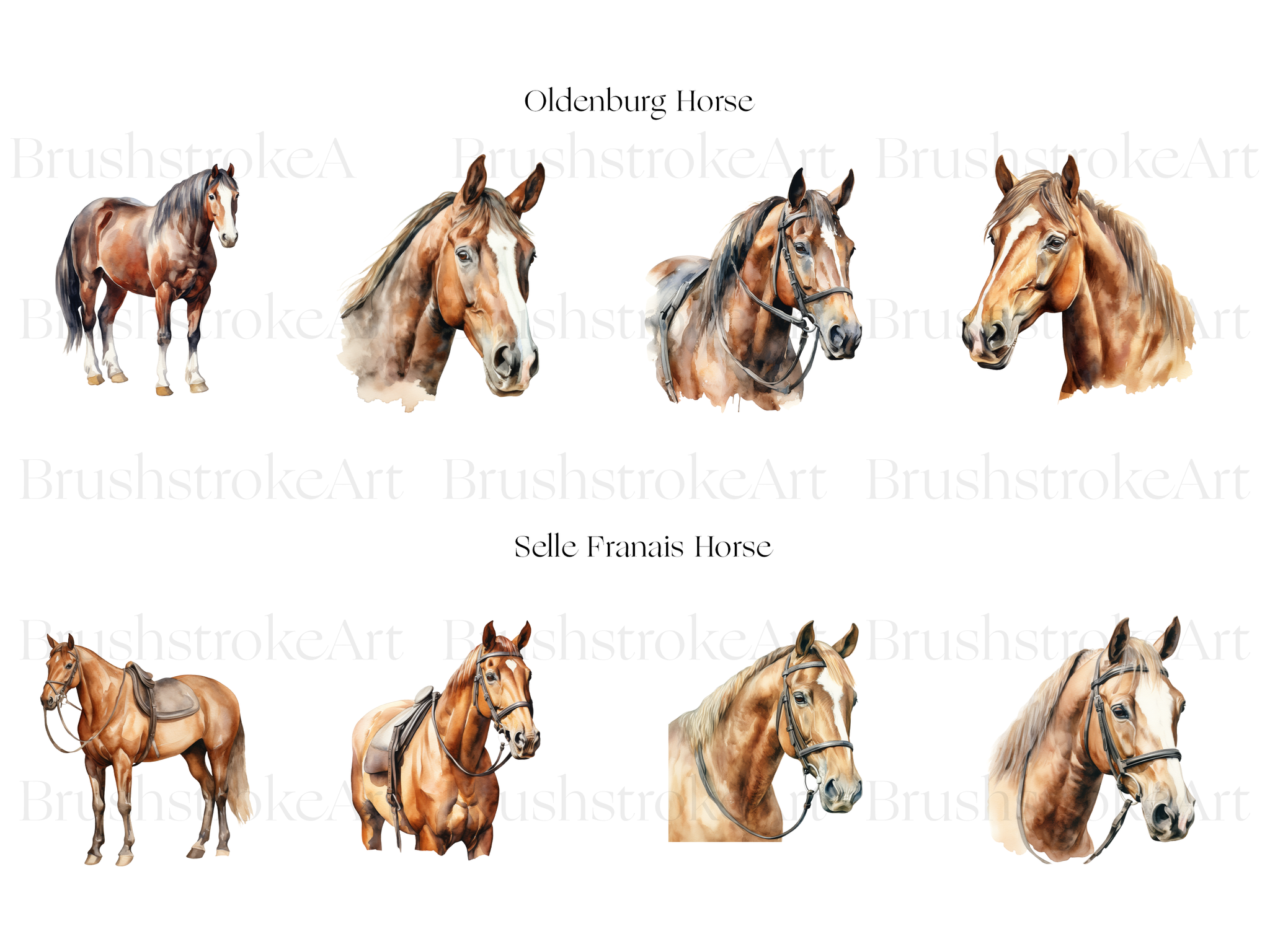 Sport Horse Clipart, Horse Breeds, Westphalian Horse PNG – Clipartset