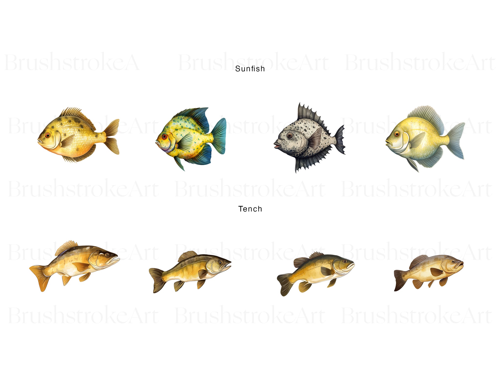 Freshwater Fish Clipart, Koi Fish Pond, Carp Fish Printable – Clipartset