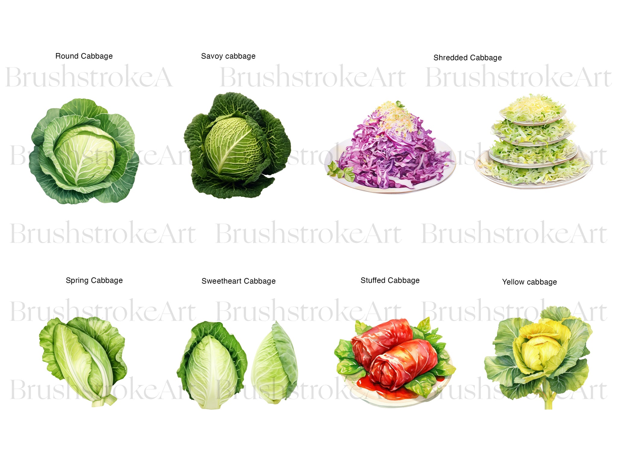 Watercolor Cabbage Clipart, Green Cabbage, Garden Vegetable – Clipartset