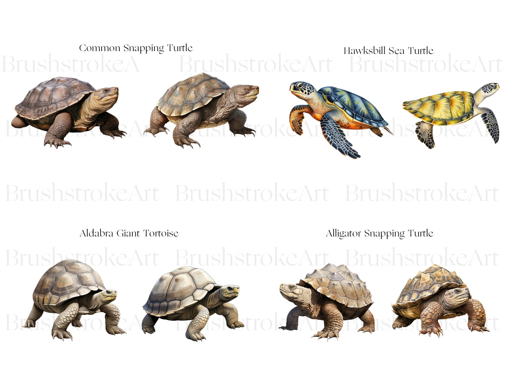 Turtle Illustration Clipart, Turtle Species, Kemp Ridley – Clipartset