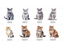 British Shorthair Cat Clipart, British Breed, Shorthair Cat – Clipartset