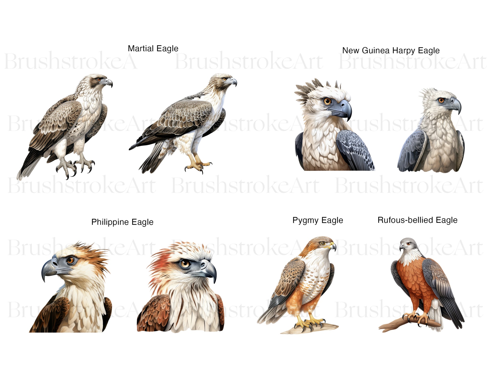 Eagle Illustration Clipart, Bald Eagle PNG, Golden Eagle – Clipartset