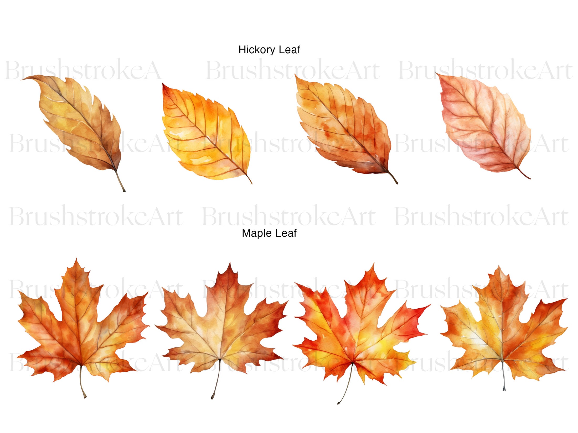 Fall Leaves Clipart, Oak Leaves, Autumn, Maple Leaf PNG – Clipartset