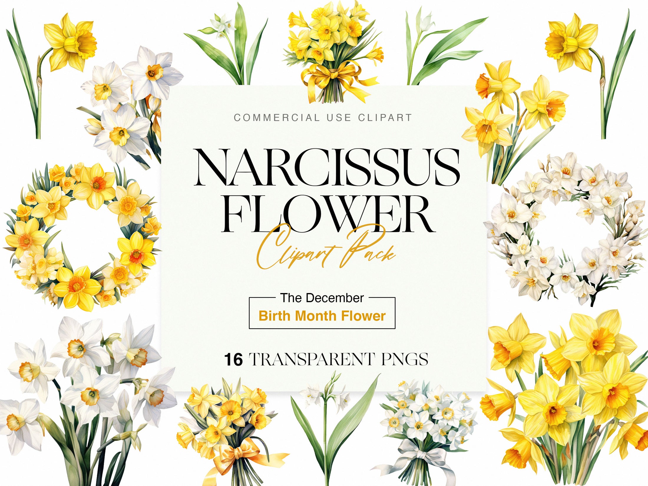 Narcissus Flower Clipart, Birthday Flower PNG, Wedding – Clipartset