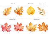 Fall Leaves Clipart, Oak Leaves, Autumn, Maple Leaf PNG – Clipartset