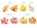 Fall Leaves Clipart, Oak Leaves, Autumn, Maple Leaf PNG – Clipartset