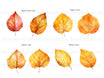 Fall Leaves Clipart, Oak Leaves, Autumn, Maple Leaf PNG – Clipartset