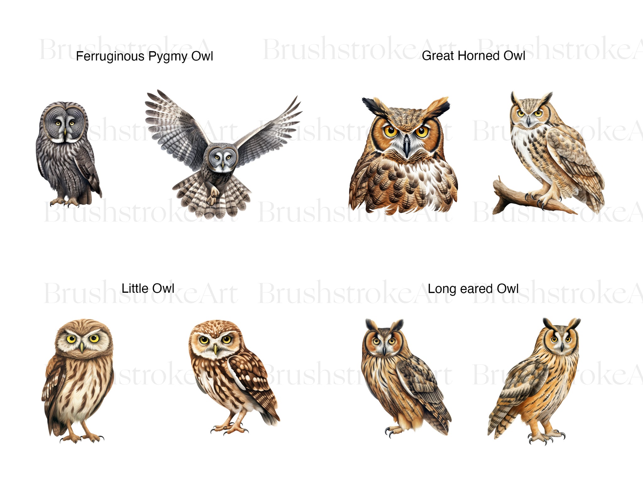Owl Illustration Clipart, Barn Owl, Type of Owls, Cute Owl – Clipartset