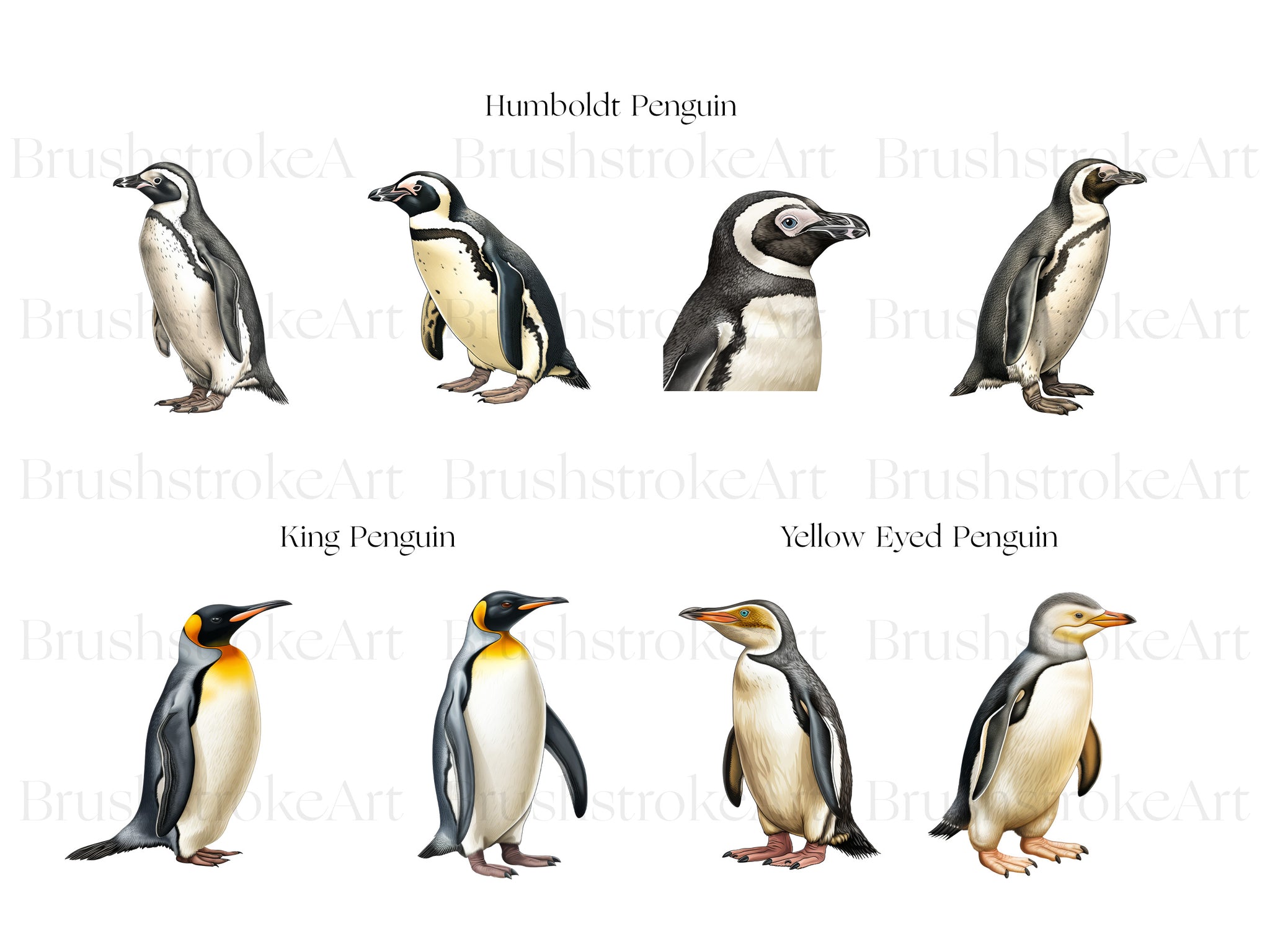 Penguin Species Clipart, Emperor Penguin, Cute Penguin PNG – Clipartset