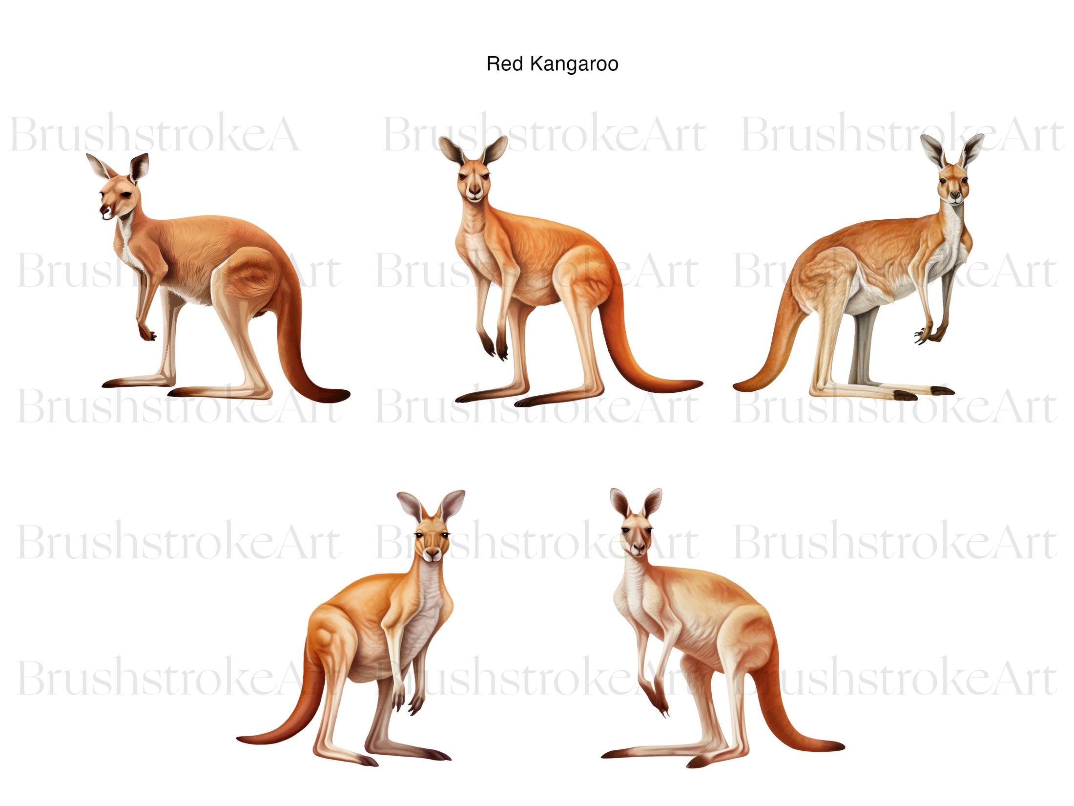 Kangaroo Clipart, Red Kangaroo, Western Grey Kangaroo PNG – Clipartset
