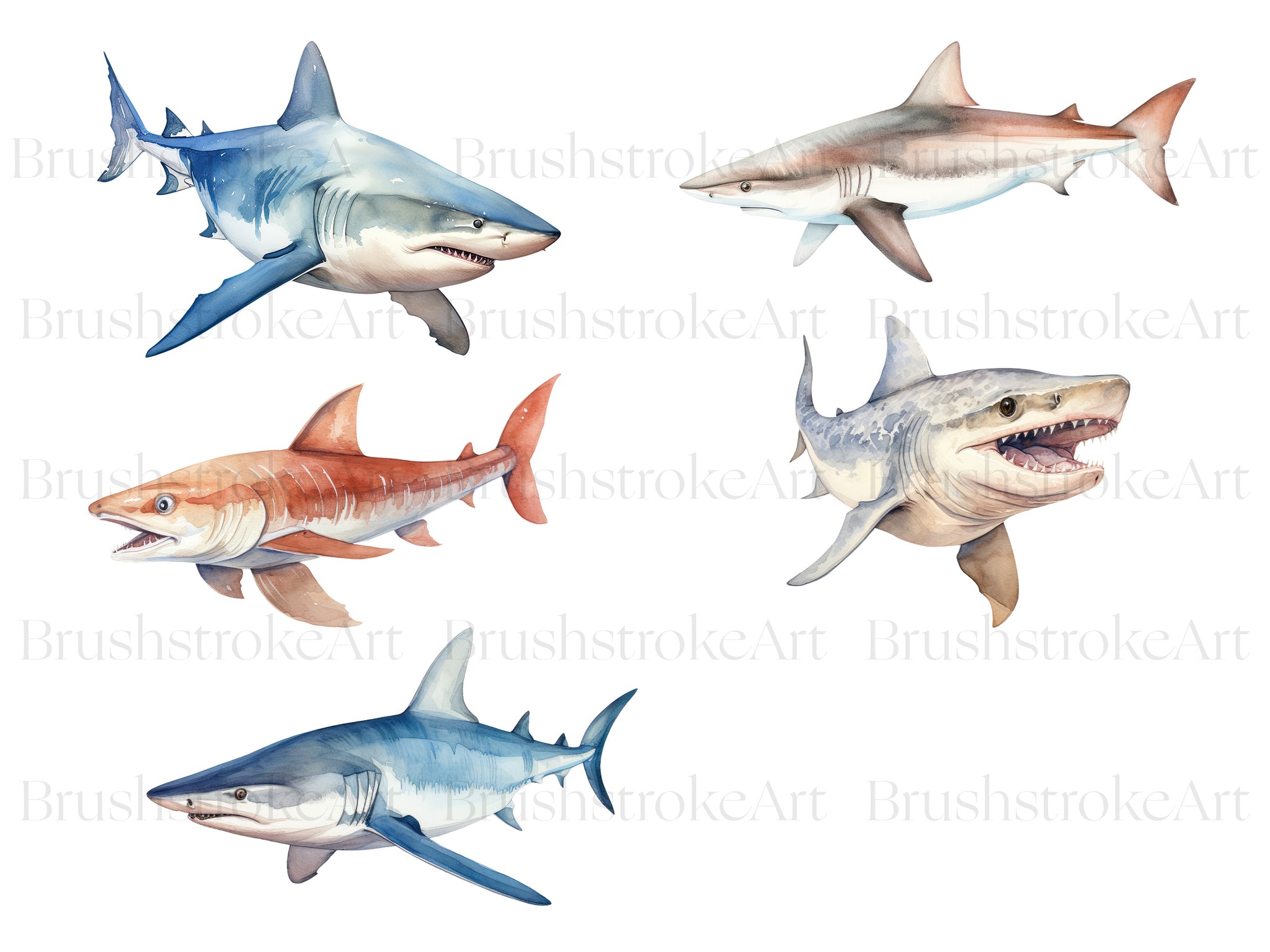 Watercolor Shark Clipart| Shark Species| Great White Shark – Clipartset