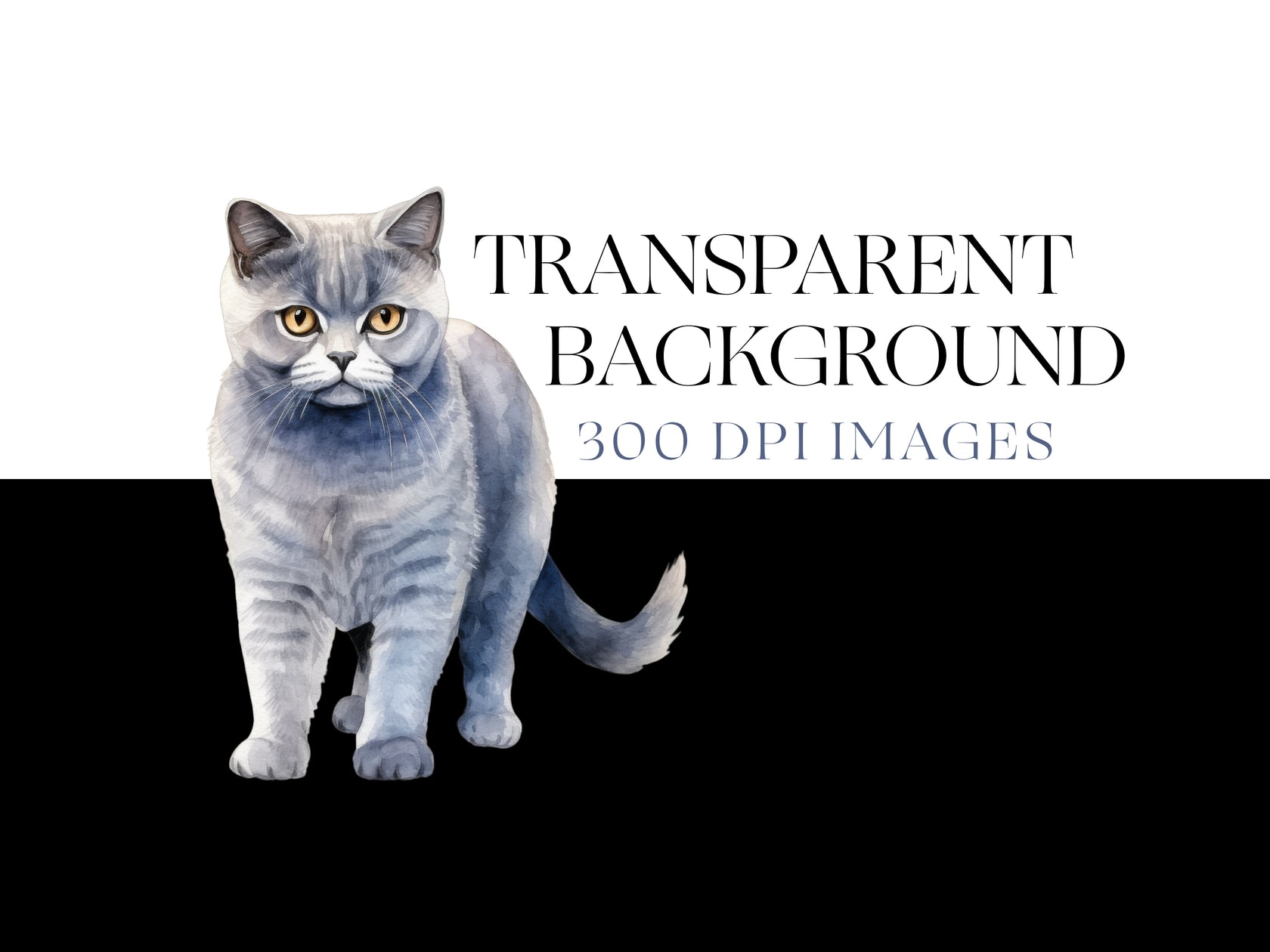 British Shorthair Cat Clipart, British Breed, Shorthair Cat – Clipartset