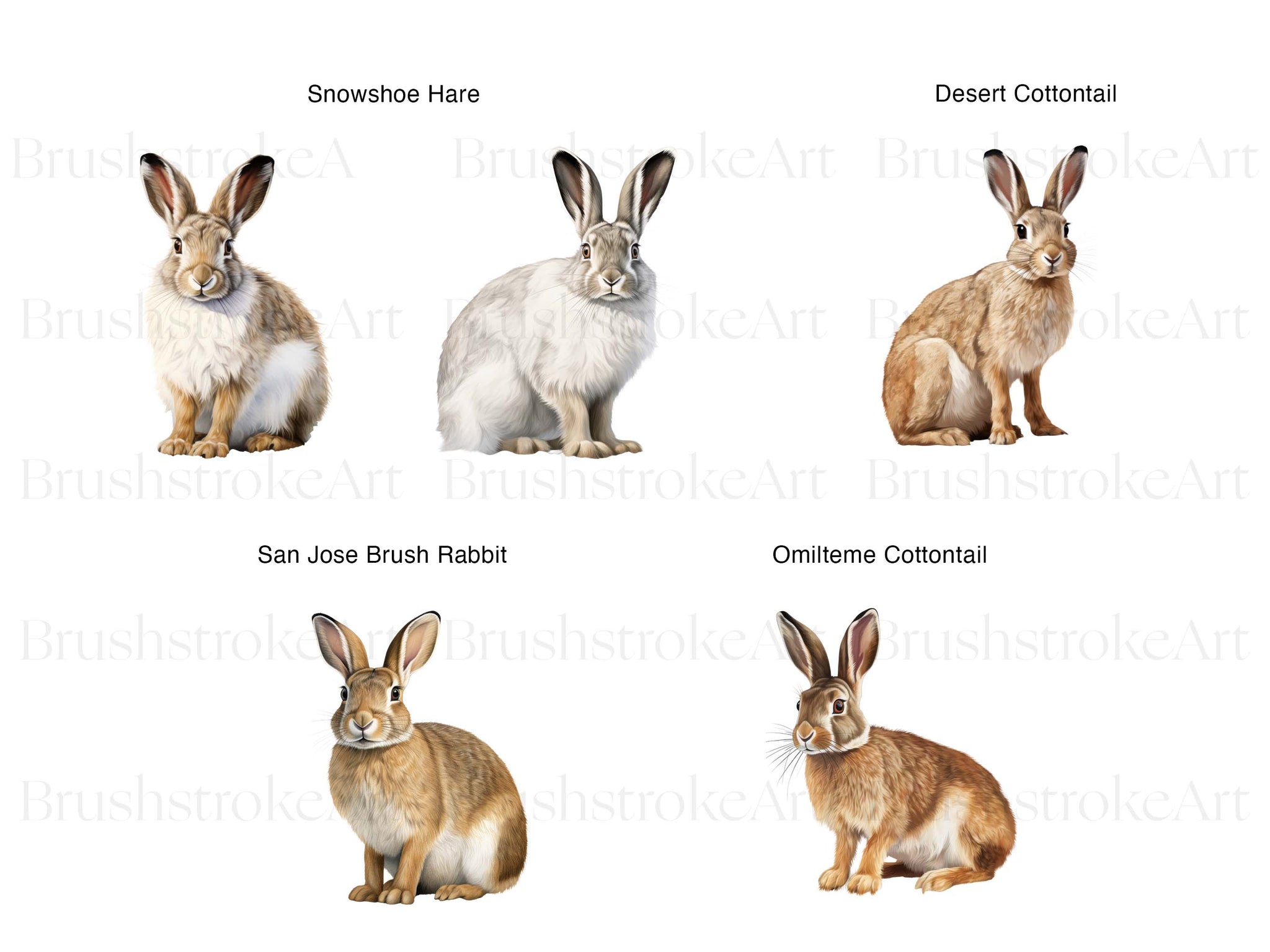 Types of Rabbit Clipart, Cottontail, Rabbit Clipart, Hare – Clipartset