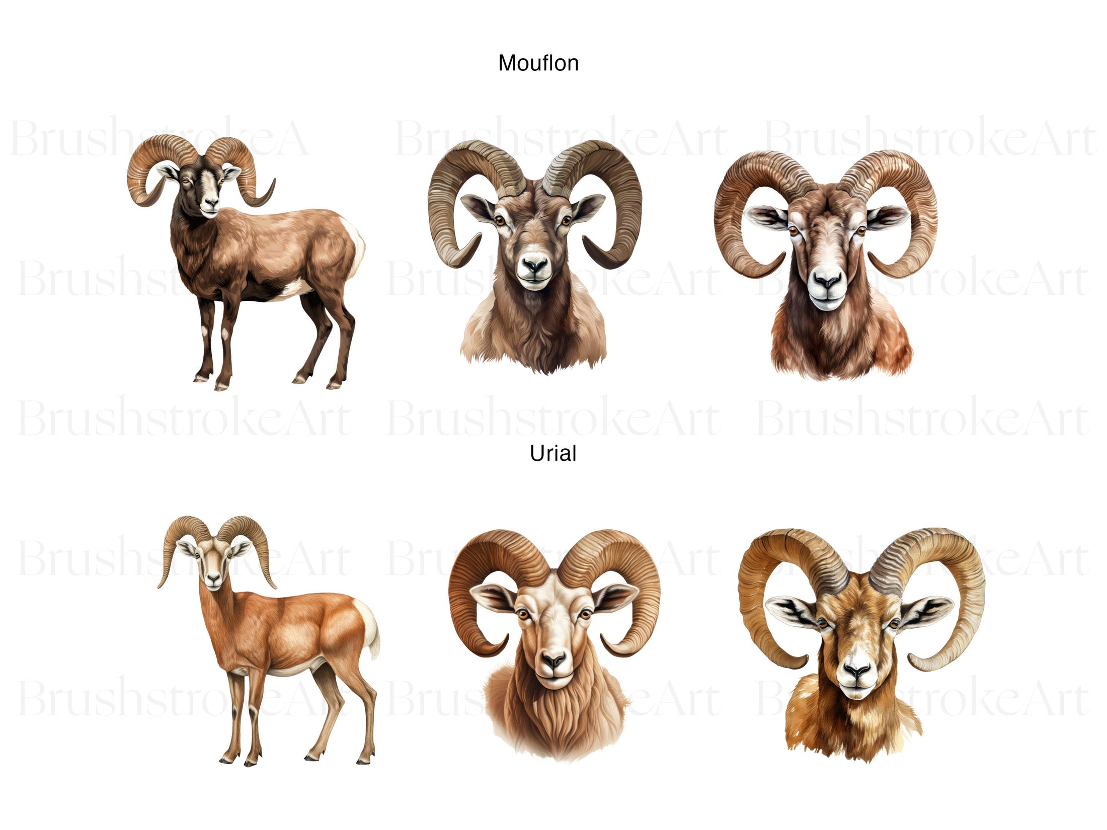 Sheep Breeds Clipart, Bighorn Sheep, Mountain Dall Sheep – Clipartset