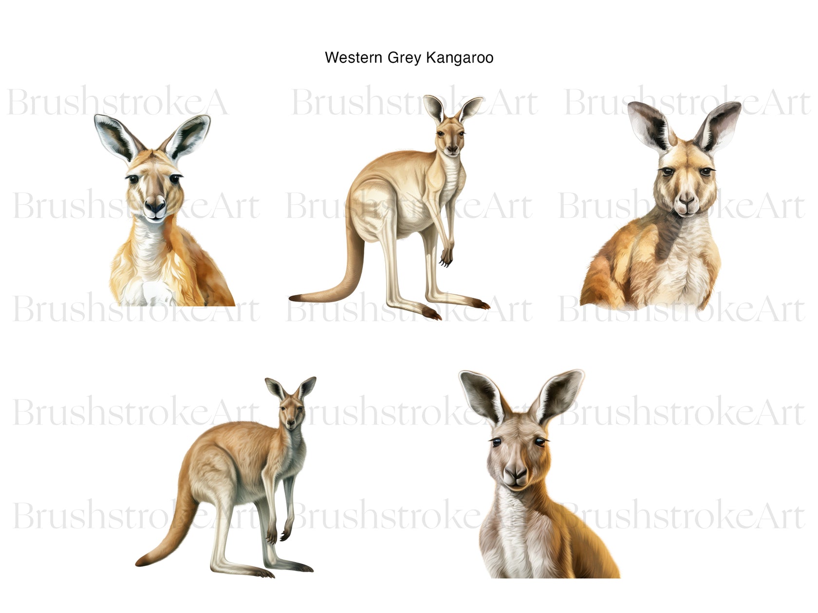 Kangaroo Clipart, Red Kangaroo, Western Grey Kangaroo PNG – Clipartset