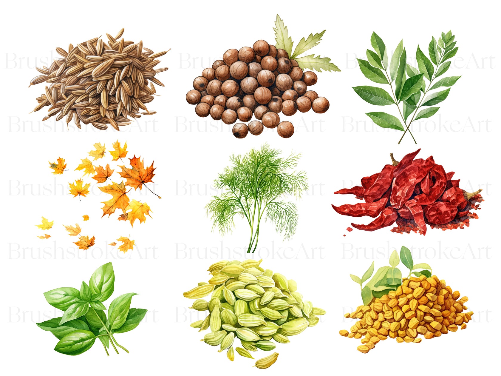 Watercolor Herbs Spices, Culinary Herbs PNG, Paprika, Mint – Clipartset