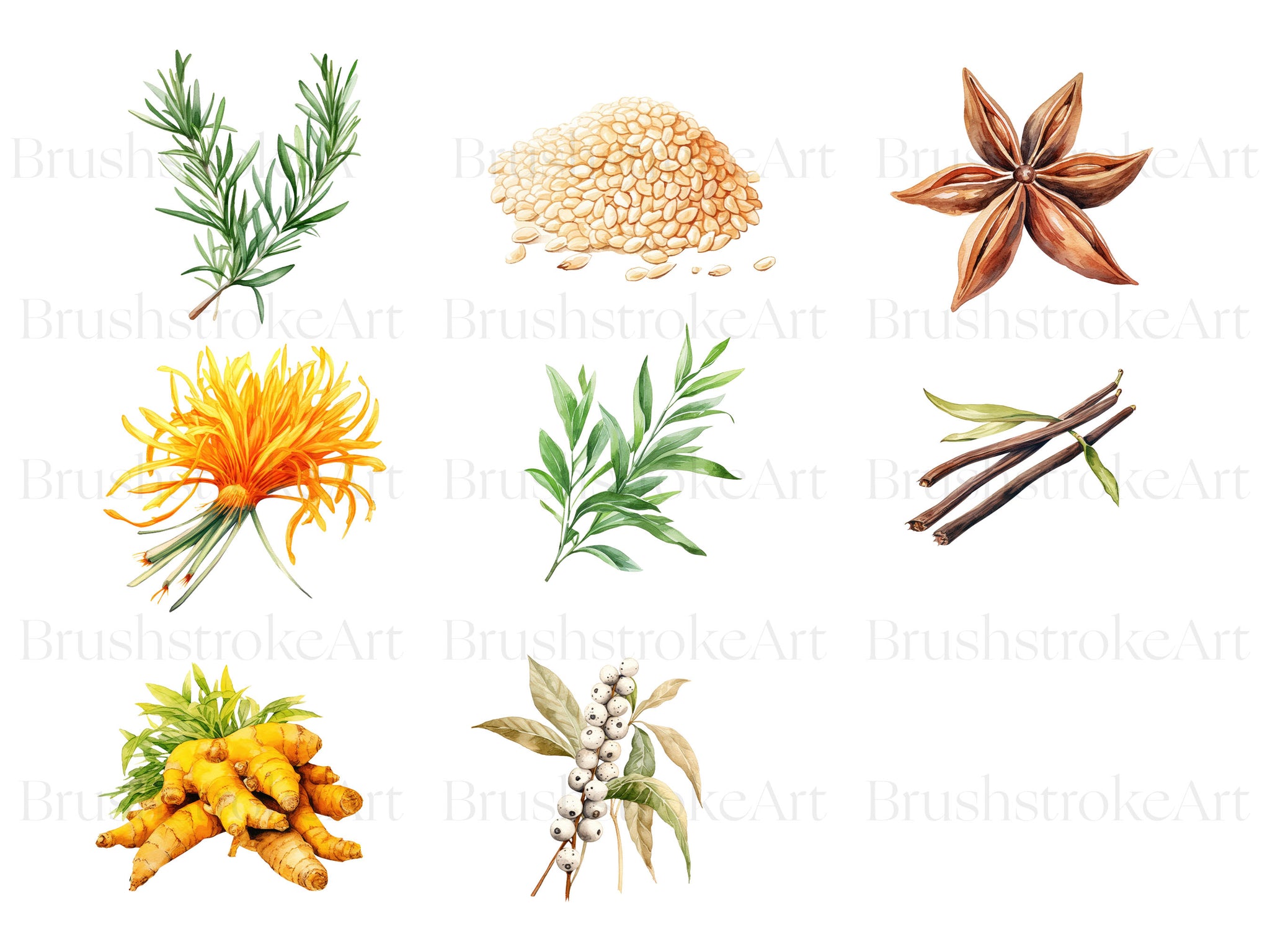 Watercolor Herbs Spices, Culinary Herbs PNG, Paprika, Mint – Clipartset